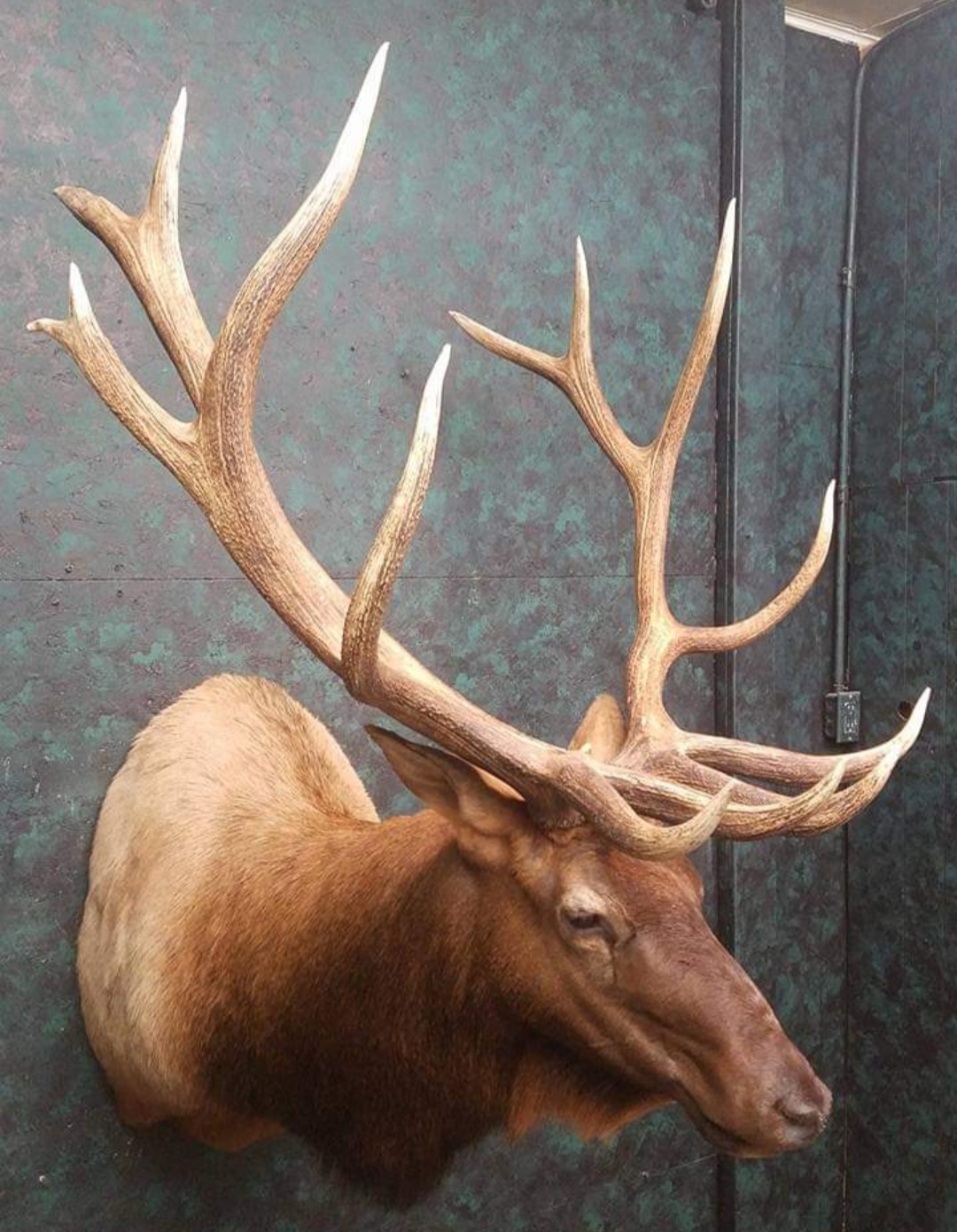 Taxidermy – Timberland Taxidermy